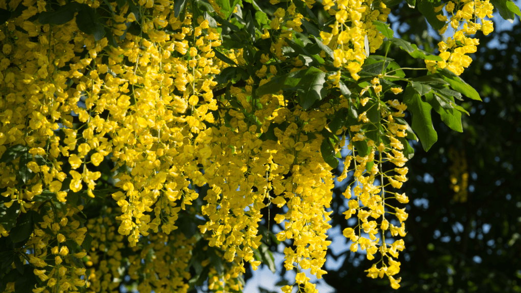 Laburnum Tree - Beyond The Panorama